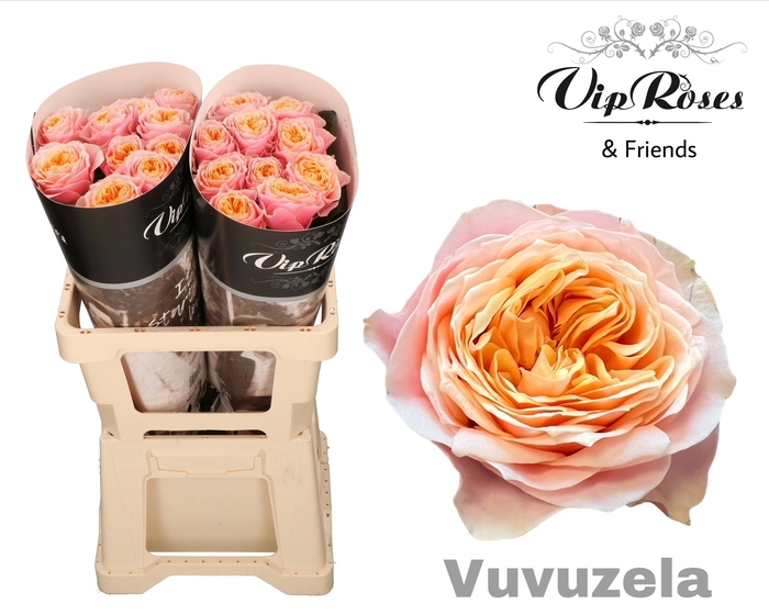 Vip Roses Webshop