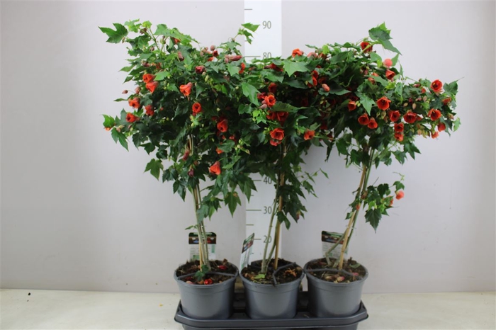 Just Plants Webshop