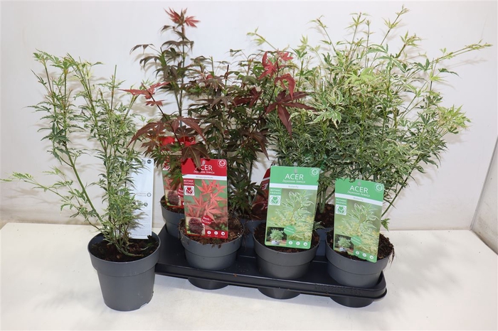 Lansu Plant Webshop
