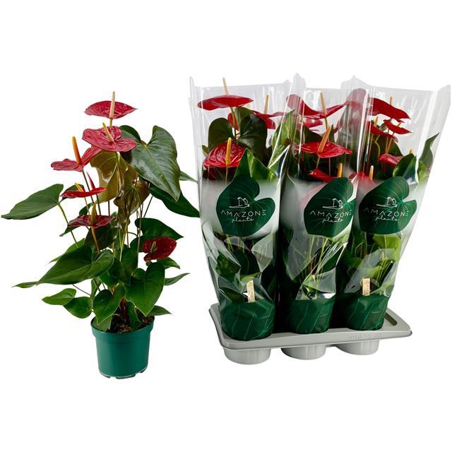 Les fleurs de Deborah