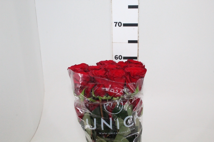 Holambelo - Loja Gran Flora