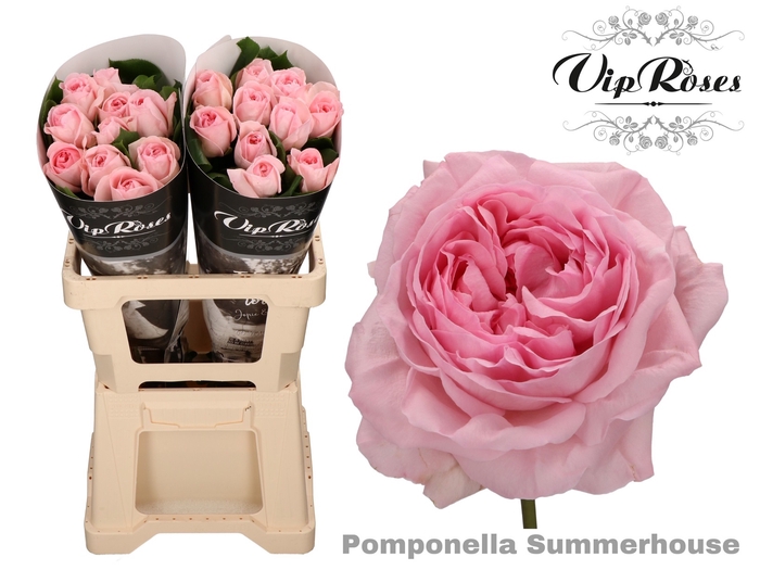 Vip Roses Webshop