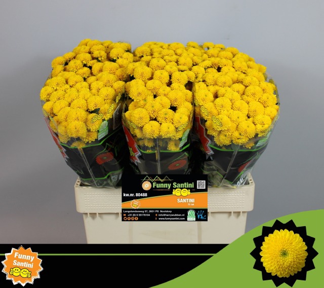 Skowasch Blumengroßhandel Webshop