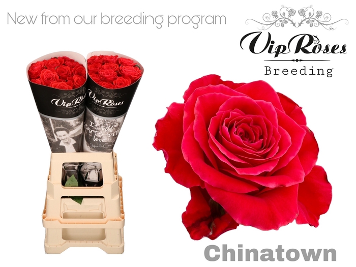 Vip Roses Webshop