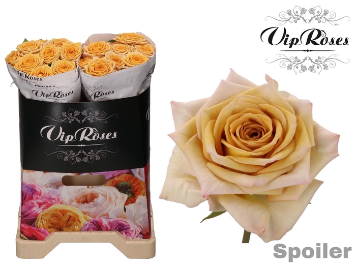 Vip Roses Webshop