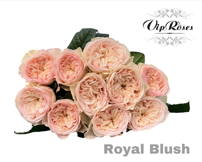 Vip Roses Webshop