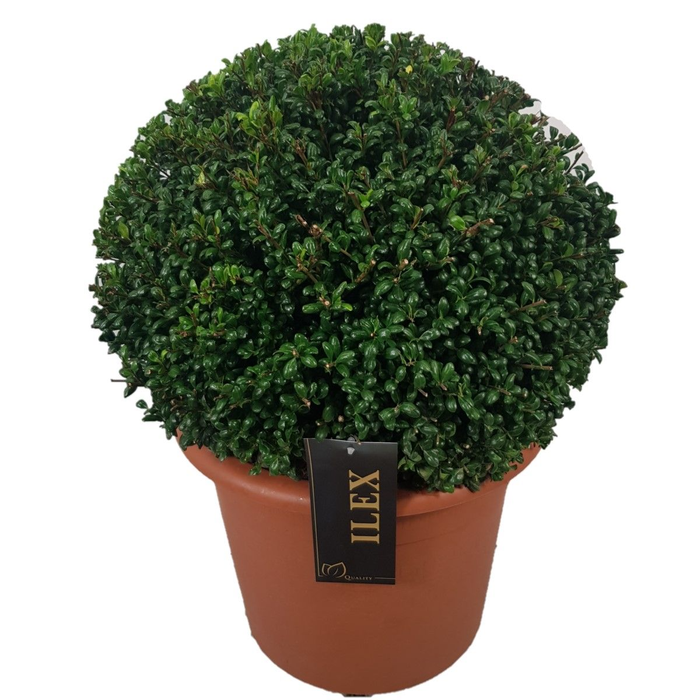 Micquel Groen Webshop